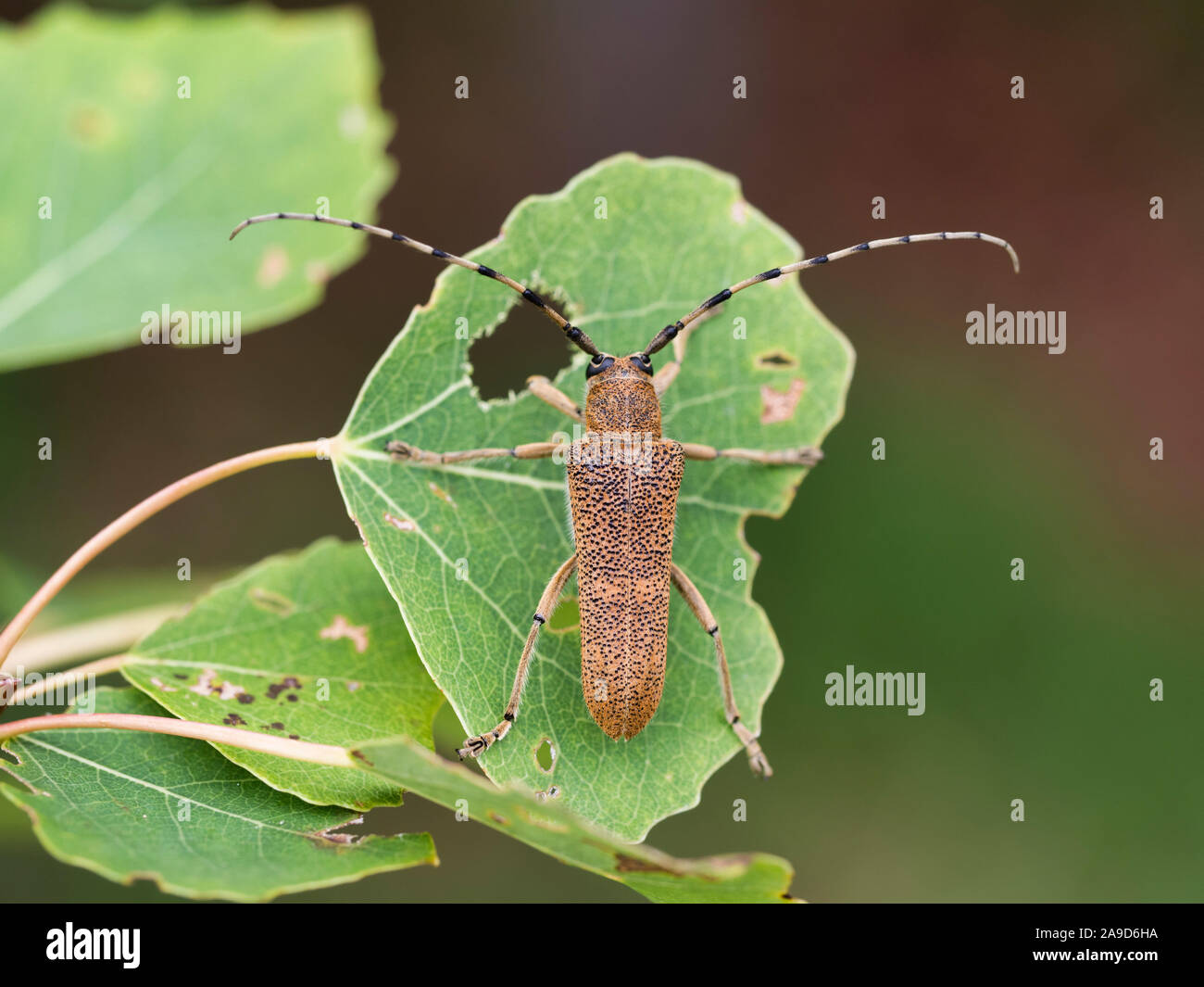 Large poplar longhorn beetle, Saperda carcharias, sitting on a leaf ...