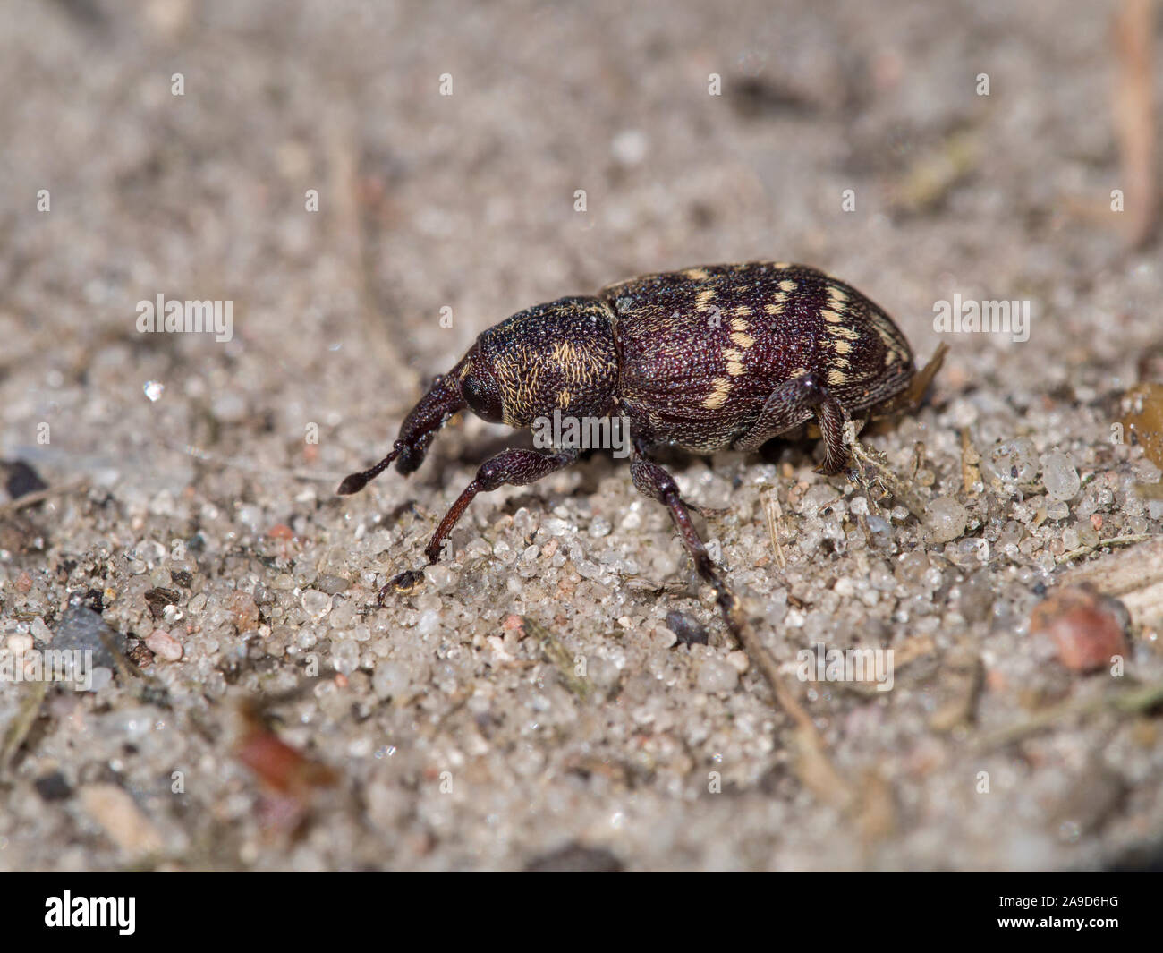Large pine weevil, Hylobius abietis, sitting on the ground Stock Photo ...