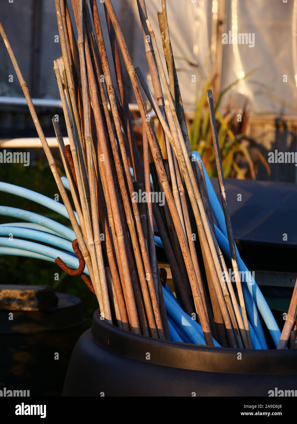 Bamboo canes and blue plastic water pipe cut into pieces seen in a ...