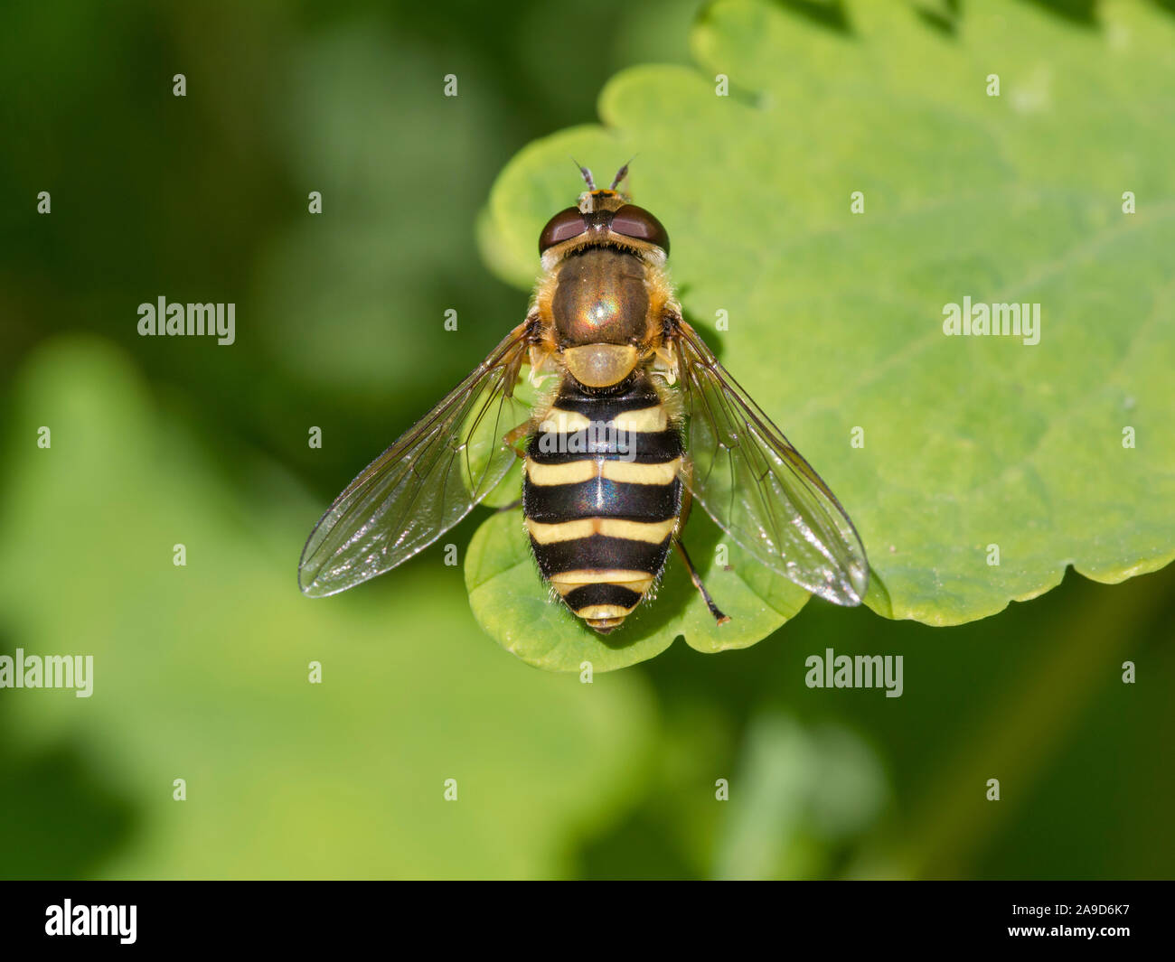 Loop hover hi-res stock photography and images - Alamy