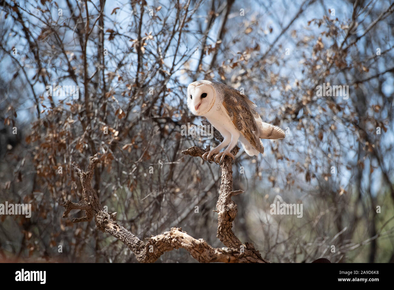 Masked owl hi-res stock photography and images - Alamy