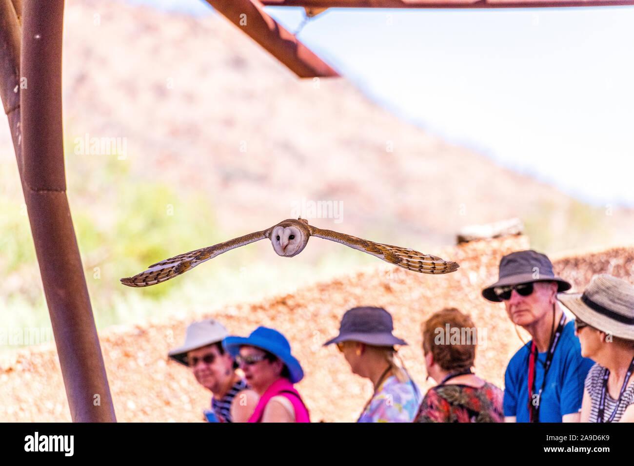 Masked owl hi-res stock photography and images - Alamy