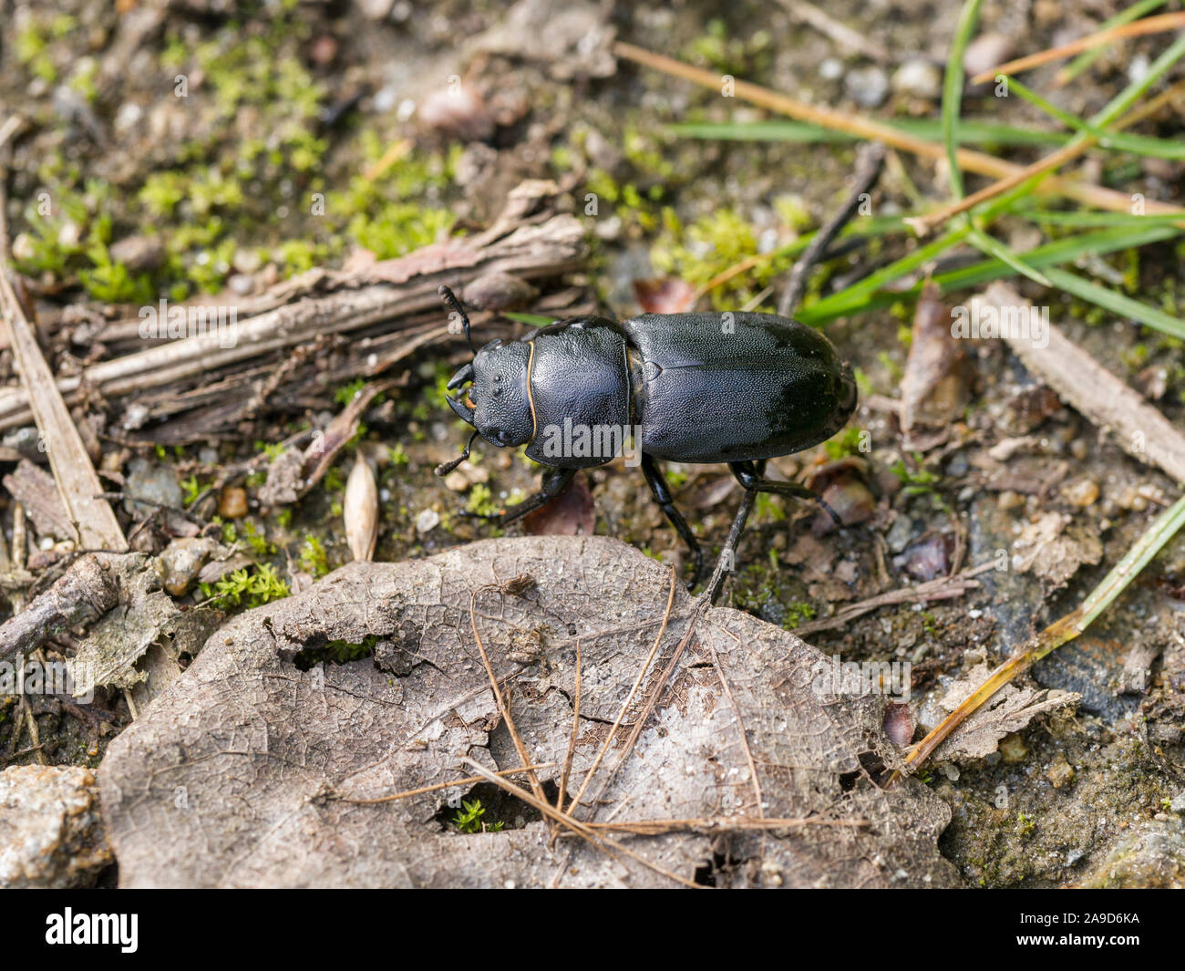 Lesser stag beetle, Dorcus parallelipipedus, female sitting on the ...
