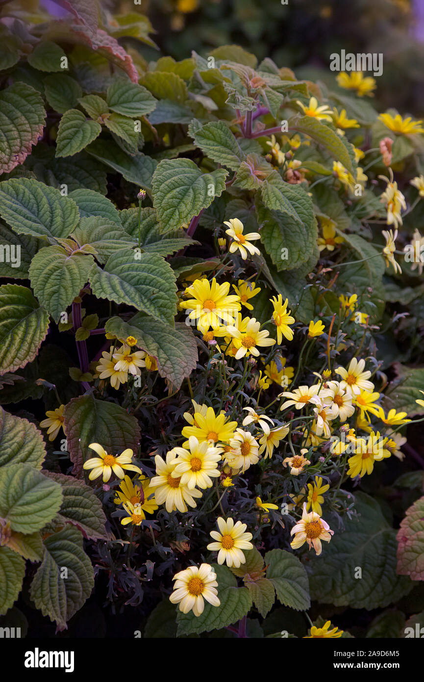 Argyranthemum 'Cornish Gold' AGM with Plectranthus fruticosus Stock ...