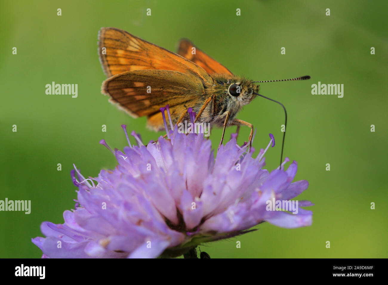 Orange red underwing hi-res stock photography and images - Alamy