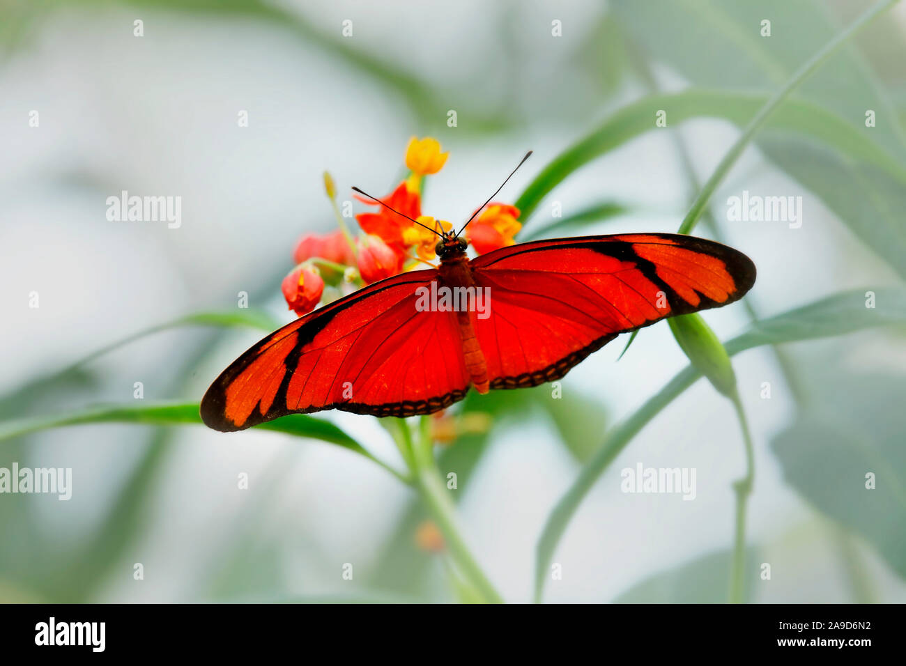 Julia butterfly, Dryas iulia, on flower Stock Photo - Alamy