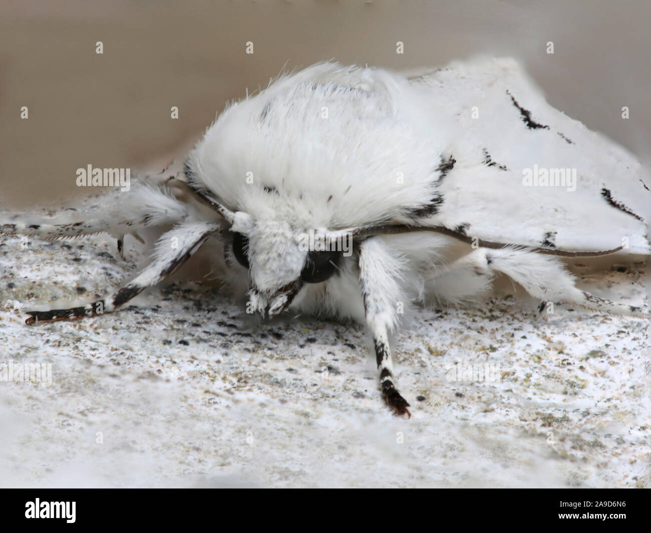Miller, Acronicta leporina, moth Stock Photo - Alamy