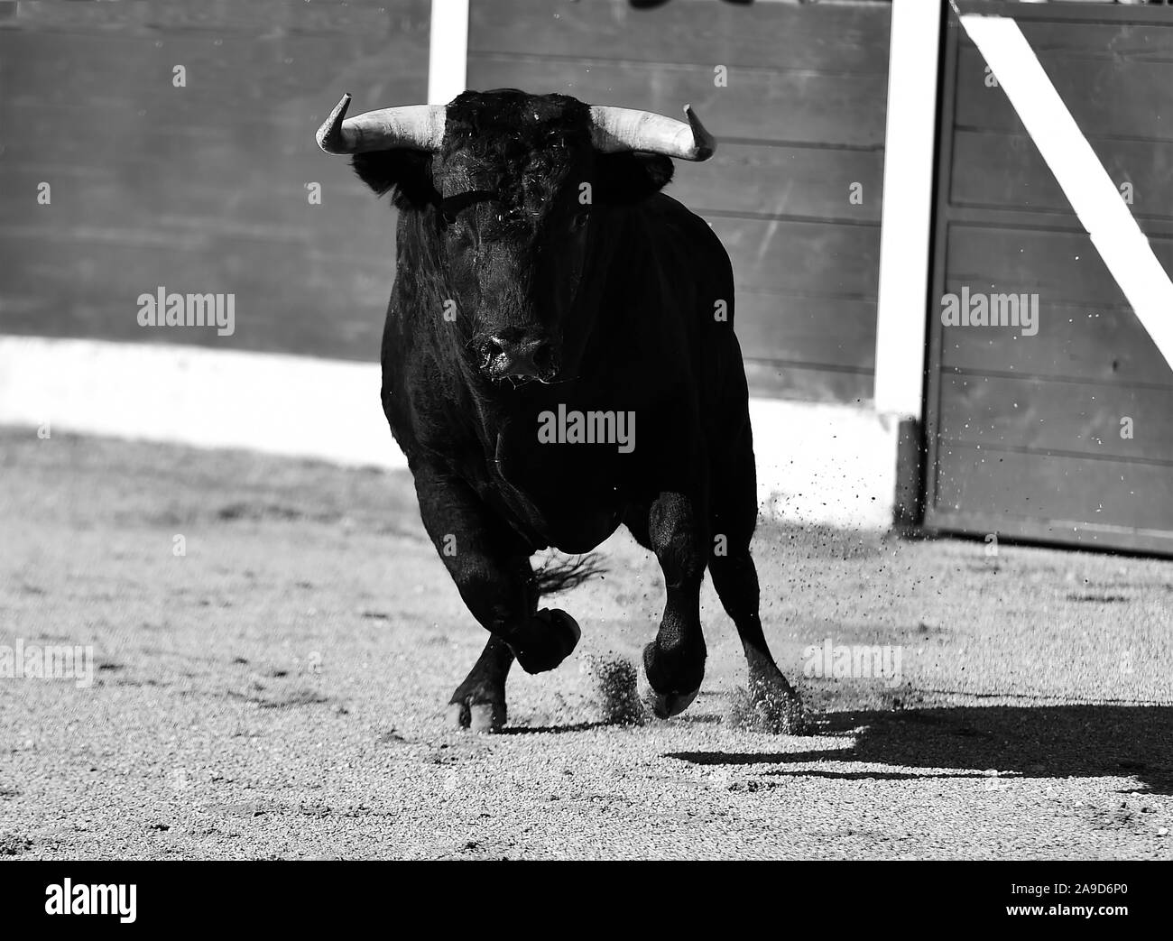 Bullfight in spain bull horns hi-res stock photography and images - Alamy