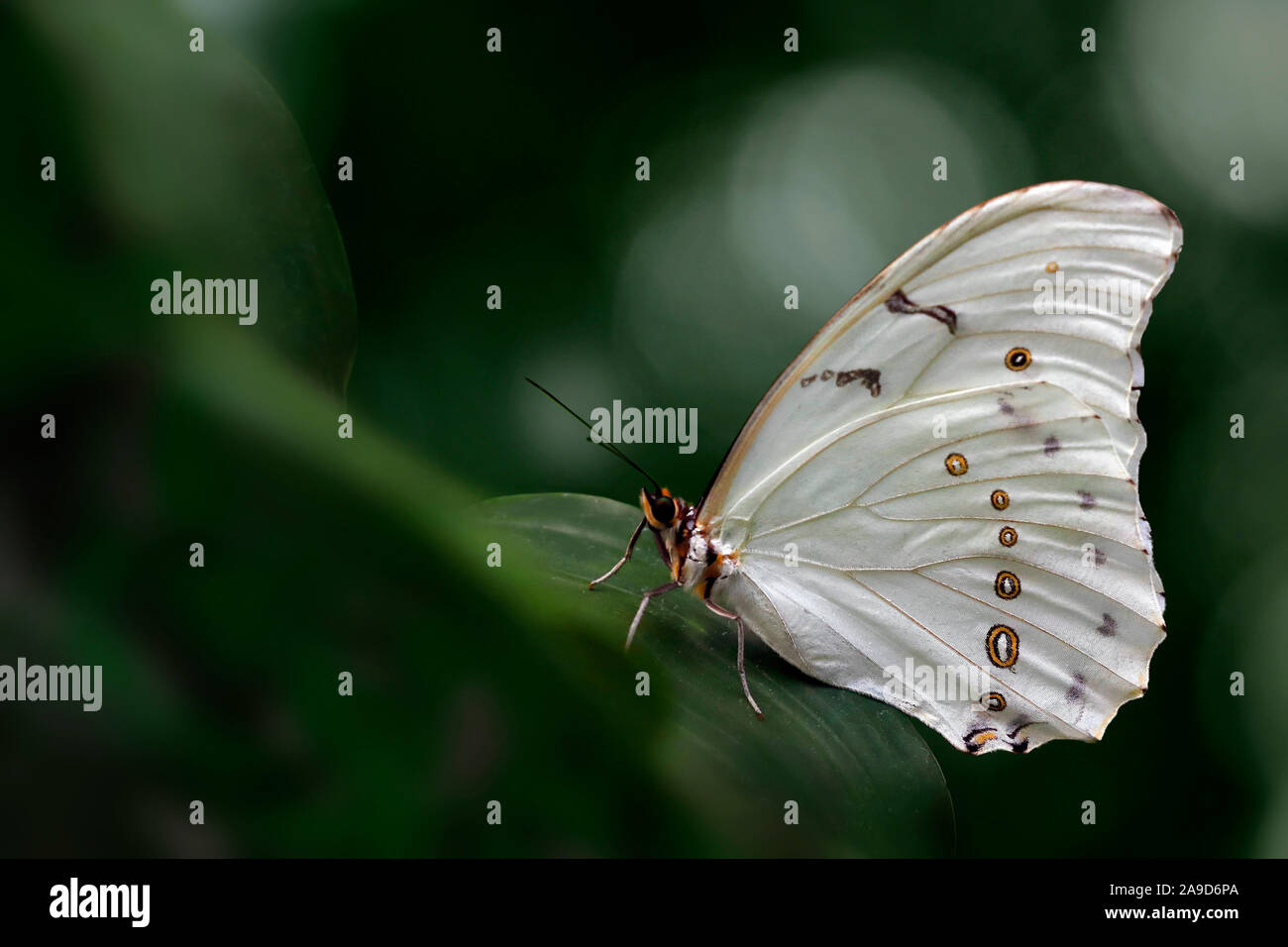 White morpho, Morpho polyphemus Stock Photo - Alamy