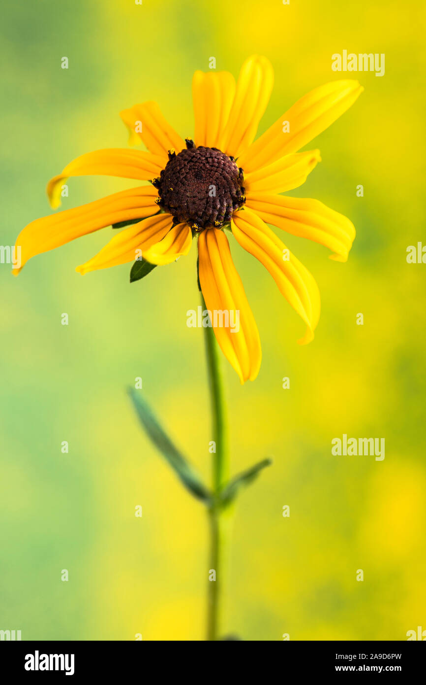 Individual orange flower hi-res stock photography and images - Alamy