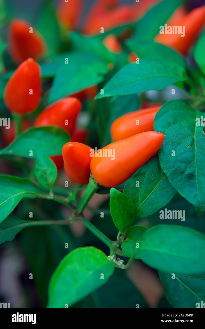 Capsicum annuum loco hi-res stock photography and images - Alamy