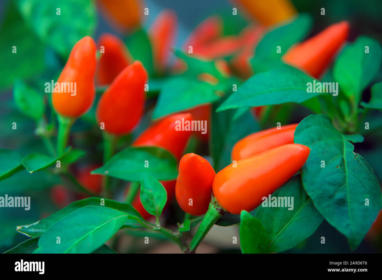 Capsicum Annuum High Resolution Stock Photography and Images - Alamy
