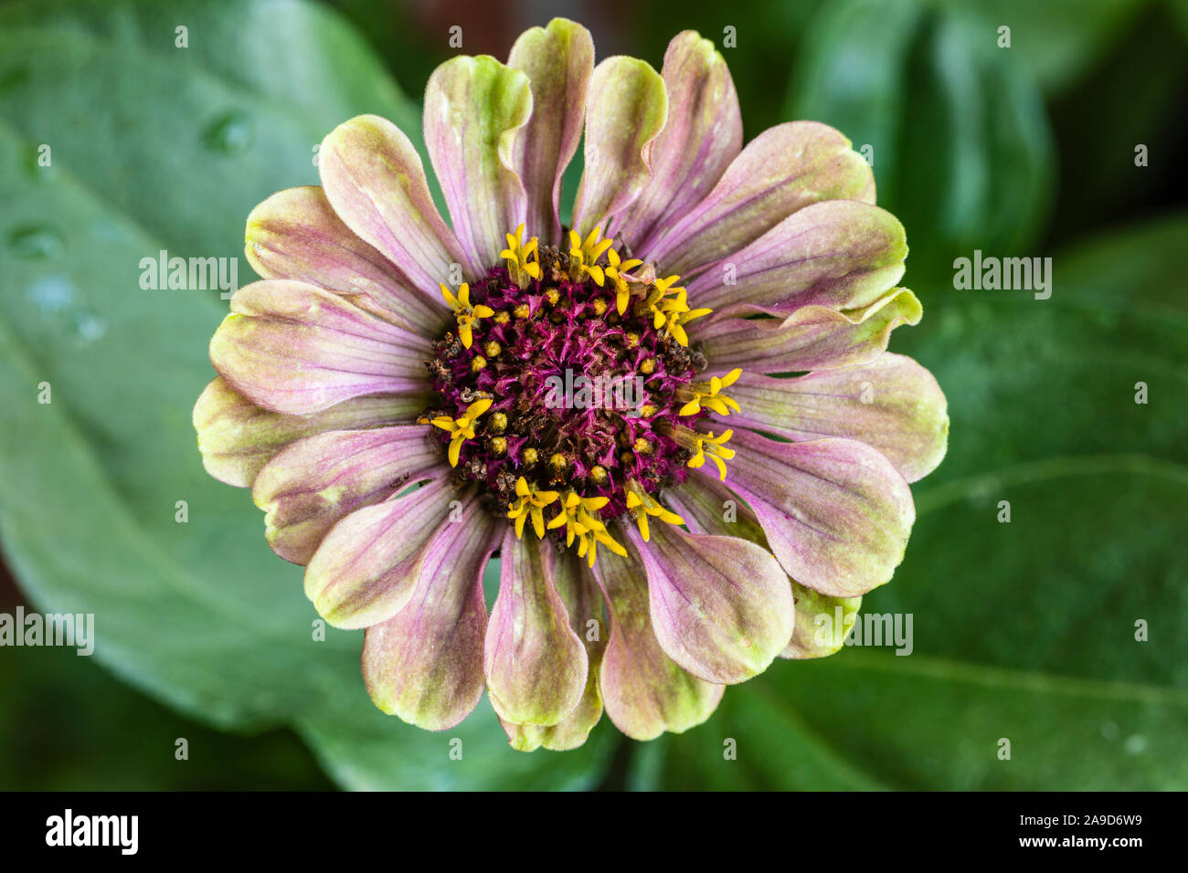 Zinnia elegans lilac hi-res stock photography and images - Alamy