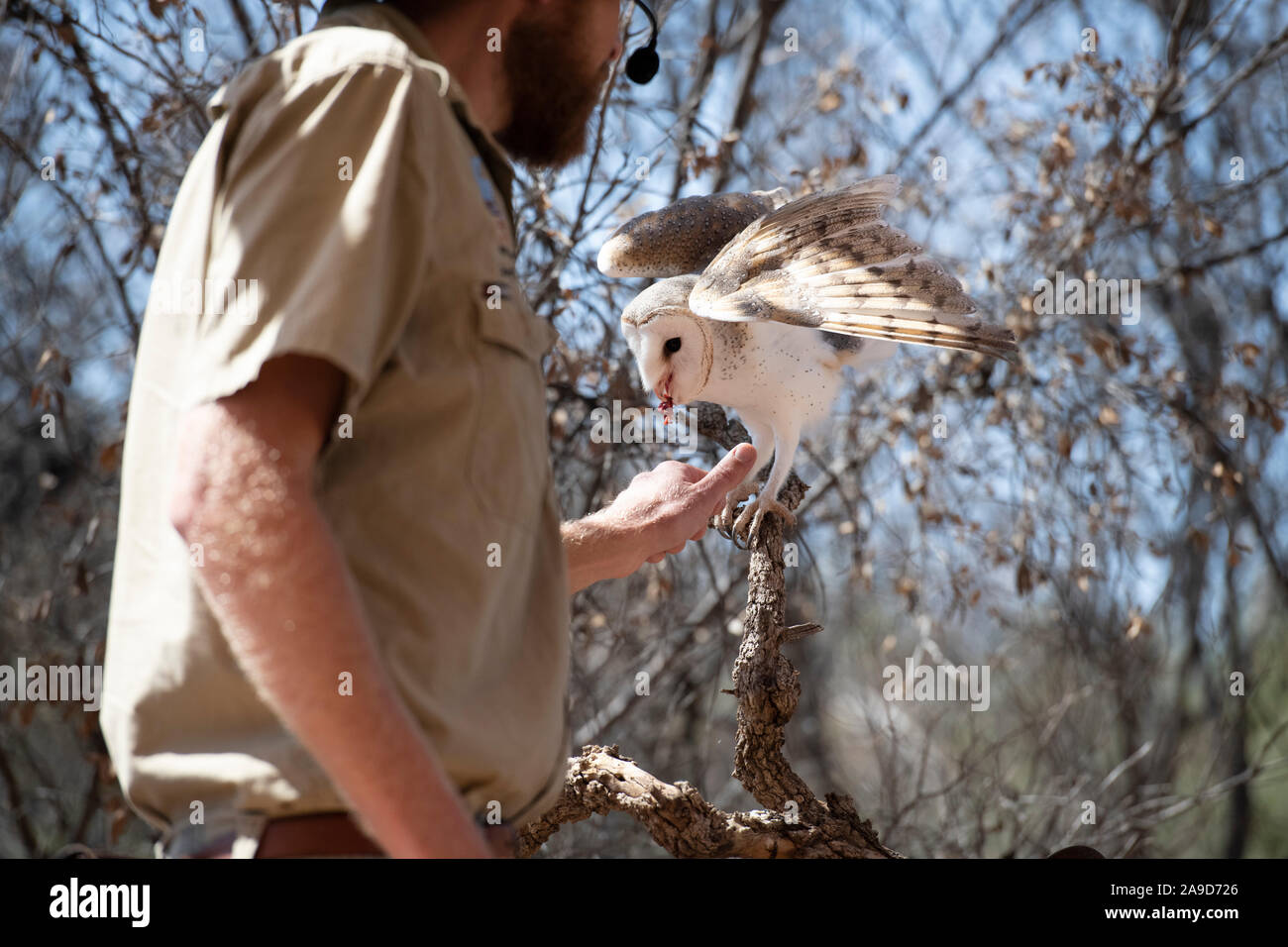 Australian owl man hi-res stock photography and images - Alamy