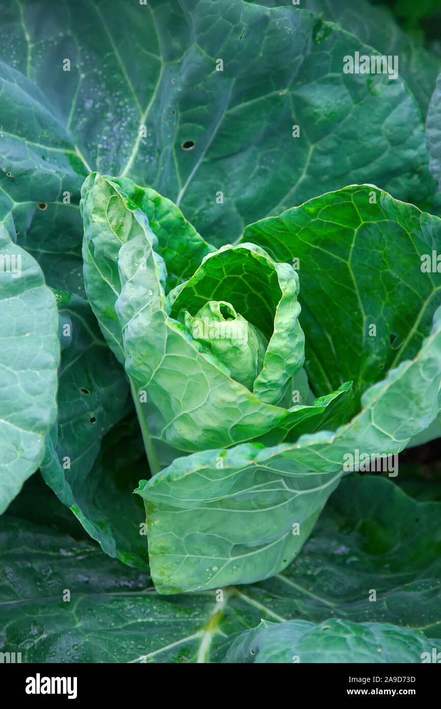 Brassica oleracea capitata group hi-res stock photography and images ...