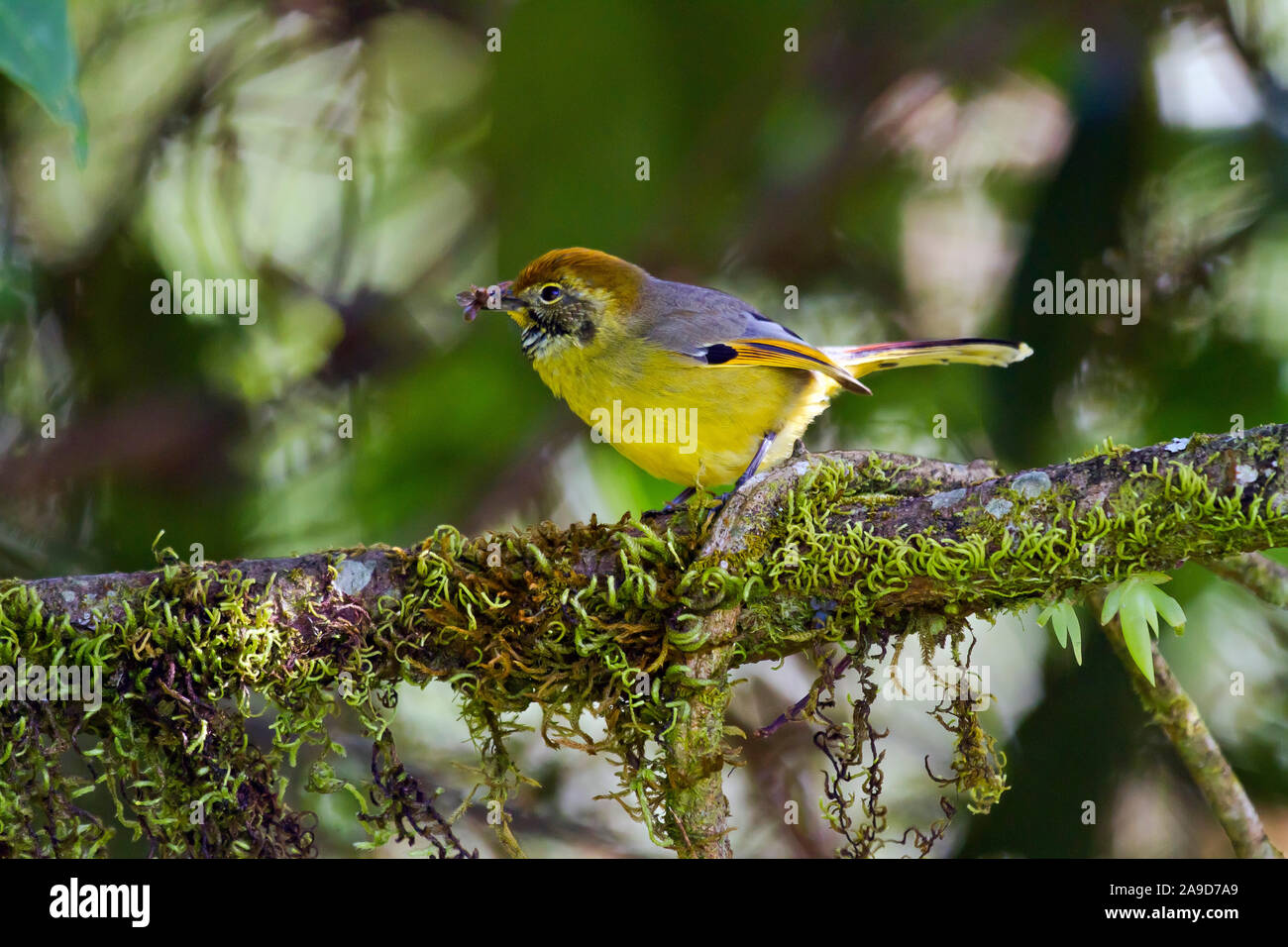 Bar-throated siva, Minla strigula, Doi Inthanon, Chiang Mai, Thailand ...