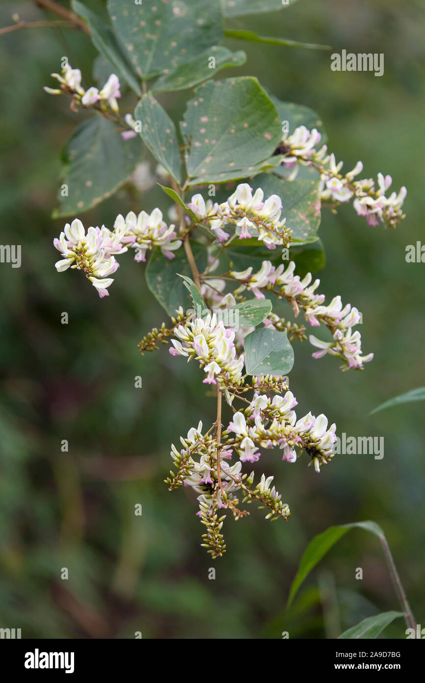 Laurel tree, Laurus, in the mountains of Den Ya Kat, Chiang Dao ...