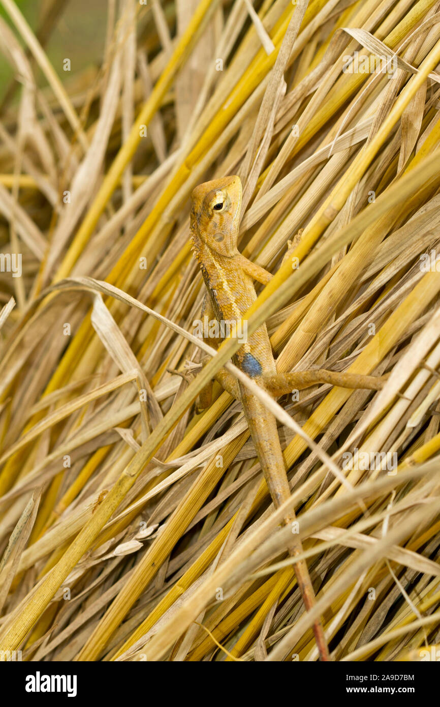 Lateral view of lizard head hi-res stock photography and images - Alamy