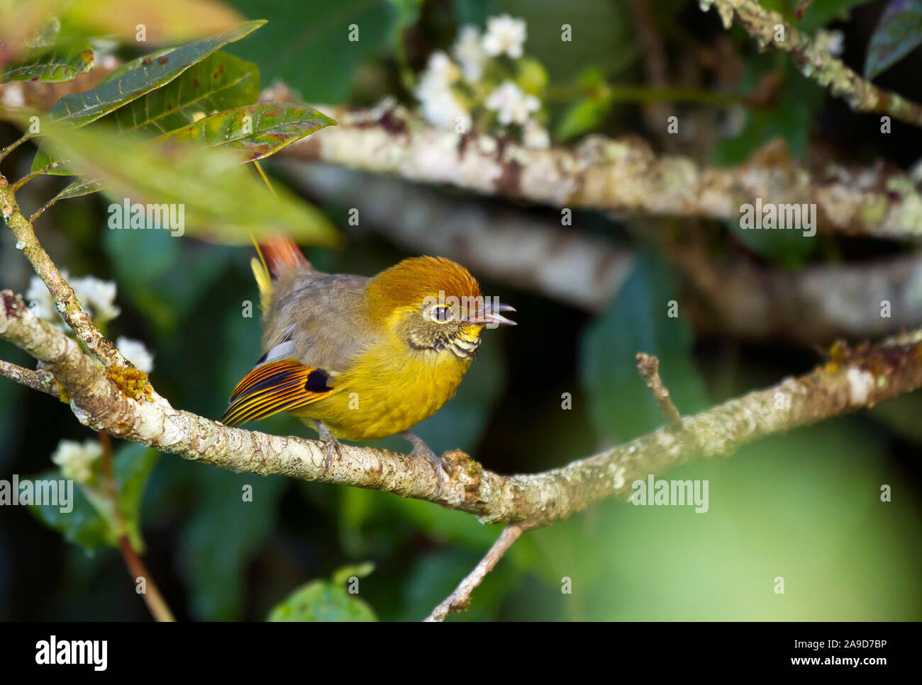 Bar-throated siva, Minla strigula, Doi Inthanon, Chiang Mai, Thailand ...