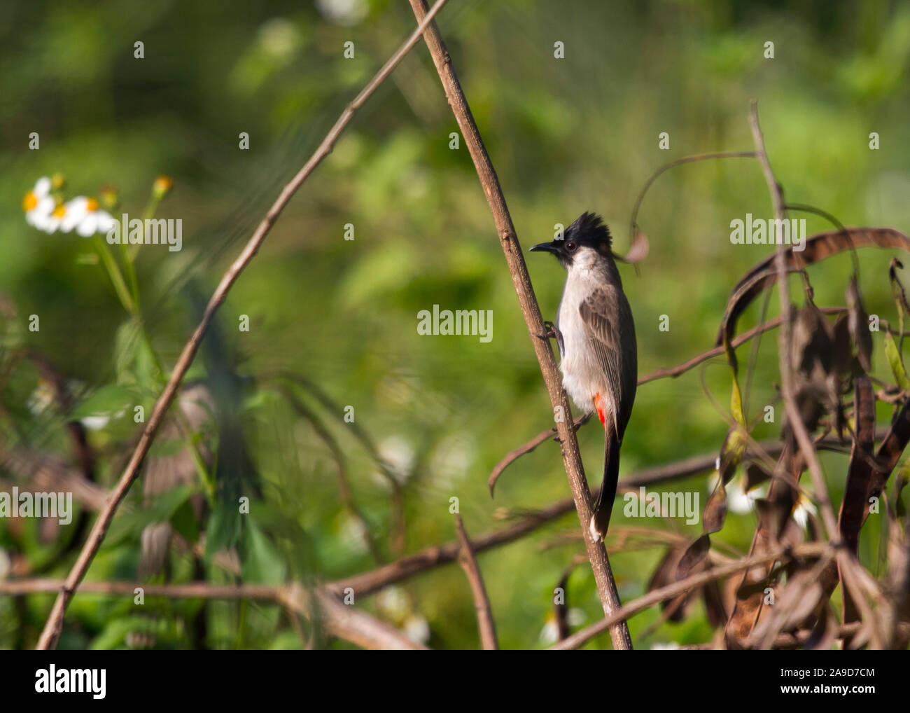 Sooty-headed bulbul, Pycnonotus aurigaster, Chiang Dao, Thailand Stock ...