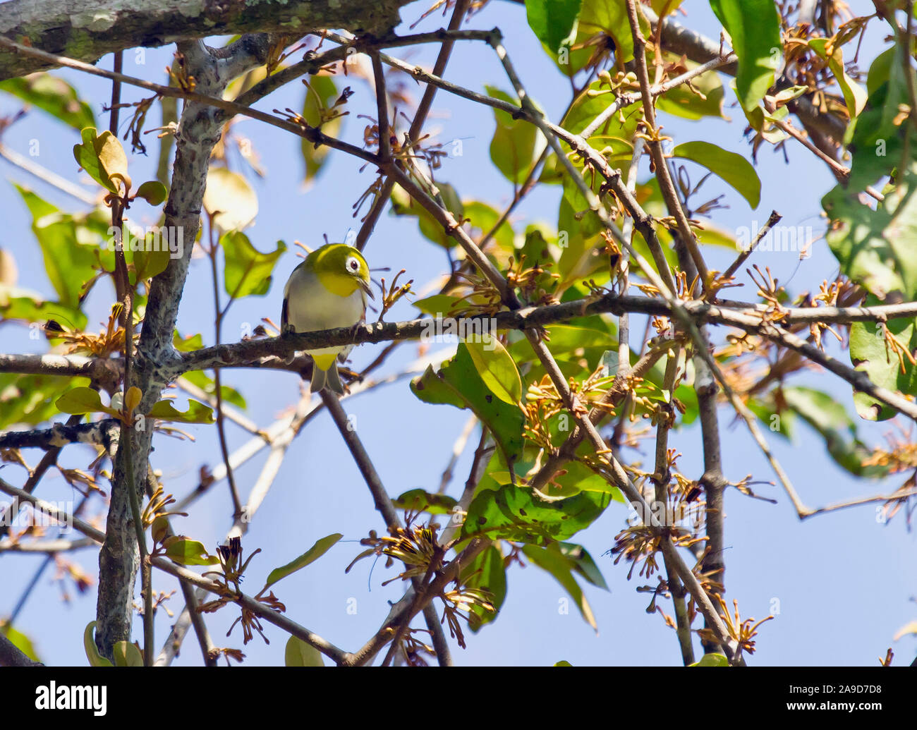 Chestnut-flanked white-eye, Zosterops erythropleurus, Doi Inthanon ...