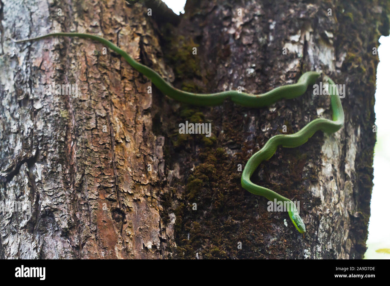 Green cat-eye snake climbing down a tree, Boiga cyanea, Doi Inthanon ...