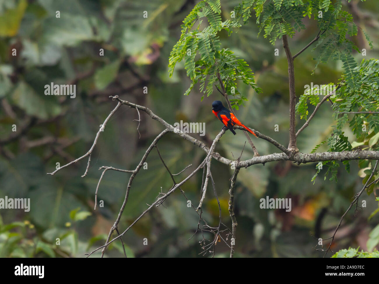 Scarlet minivet, Pericrocotus speciosus, Chiang Dao, Thailand Stock ...
