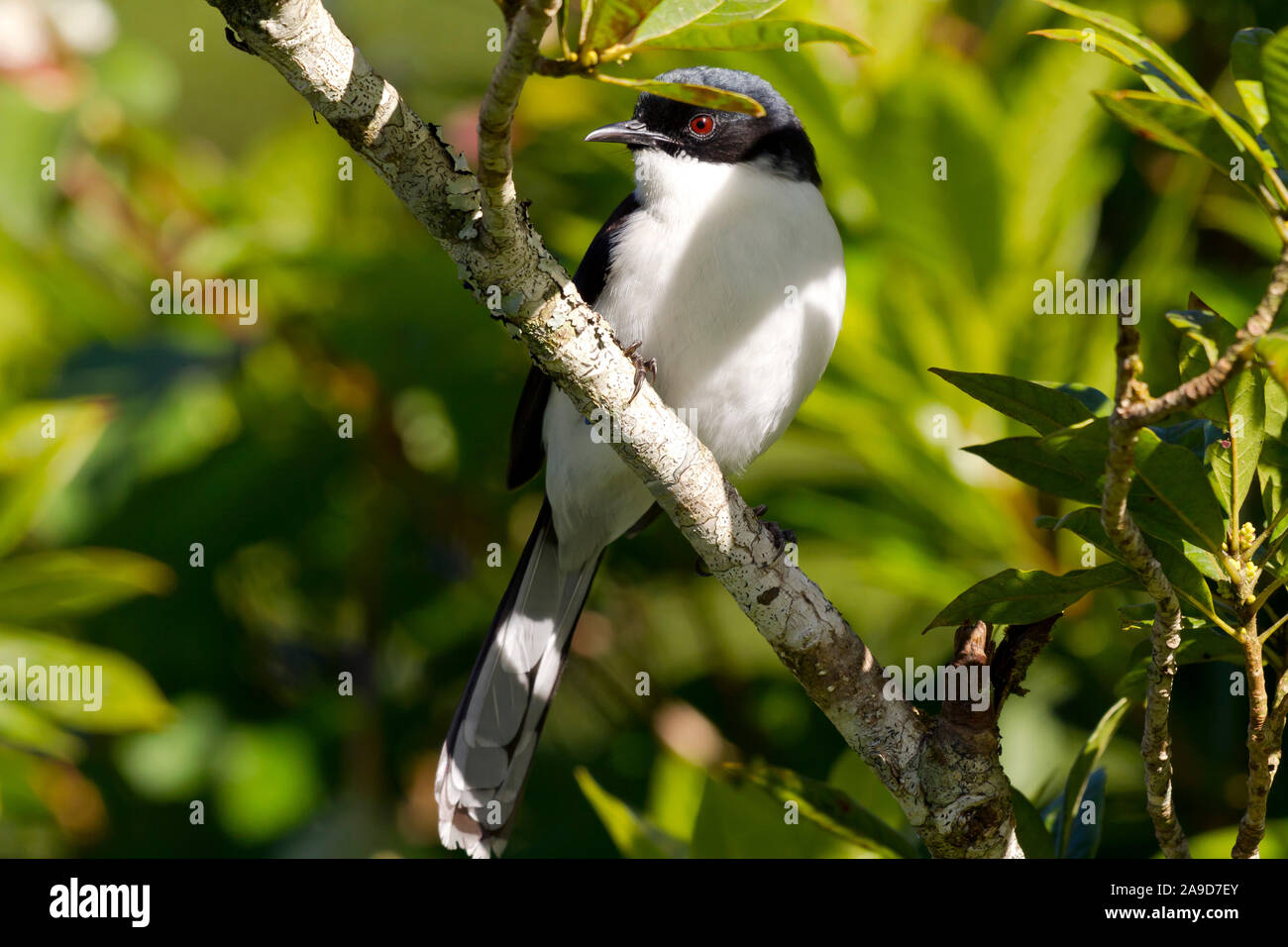 Dark-backed sibia, Heterophasia melanoleuca, Doi Inthanon, Chiang Mai, Thailand Stock Photo - Alamy