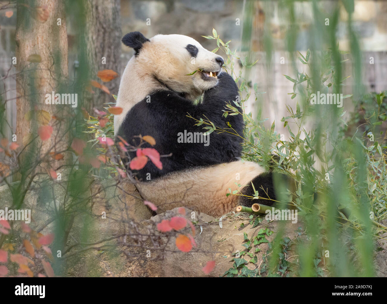 Bei Bei enjoys his bamboo behind a curtain of fall foliage at the ...