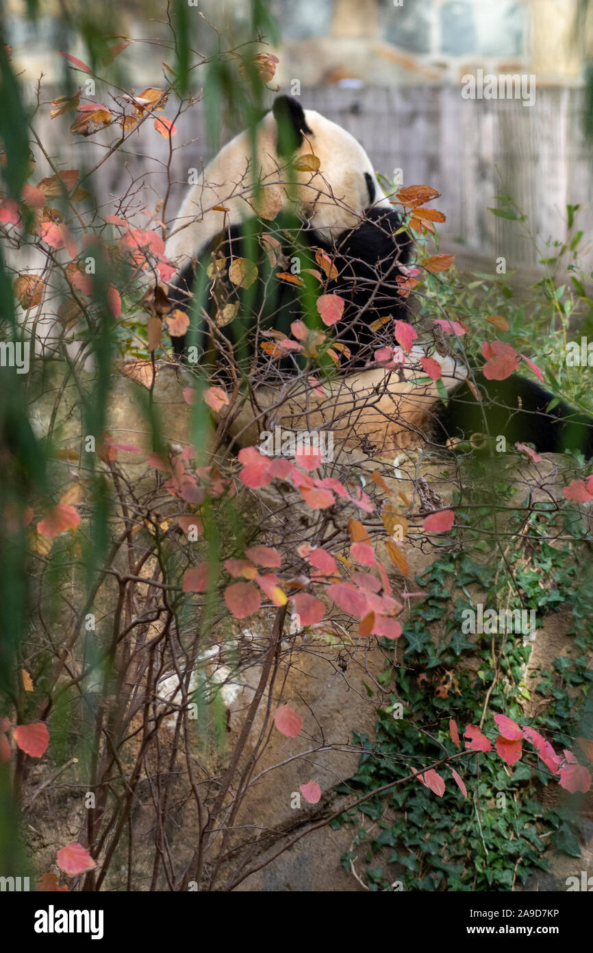 Bei Bei enjoys his bamboo behind a curtain of fall foliage at the ...