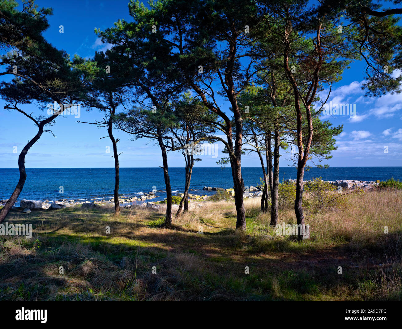 Sweden, Scania, sandy beach with pines near Baskemölla Stock Photo - Alamy