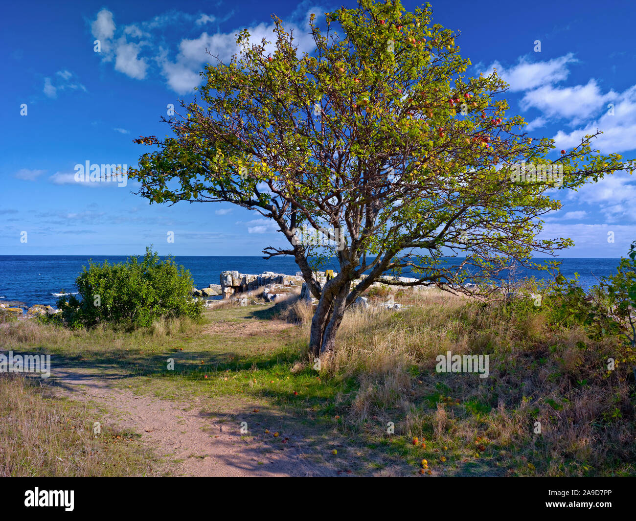 Taking off from apple tree hi-res stock photography and images - Alamy