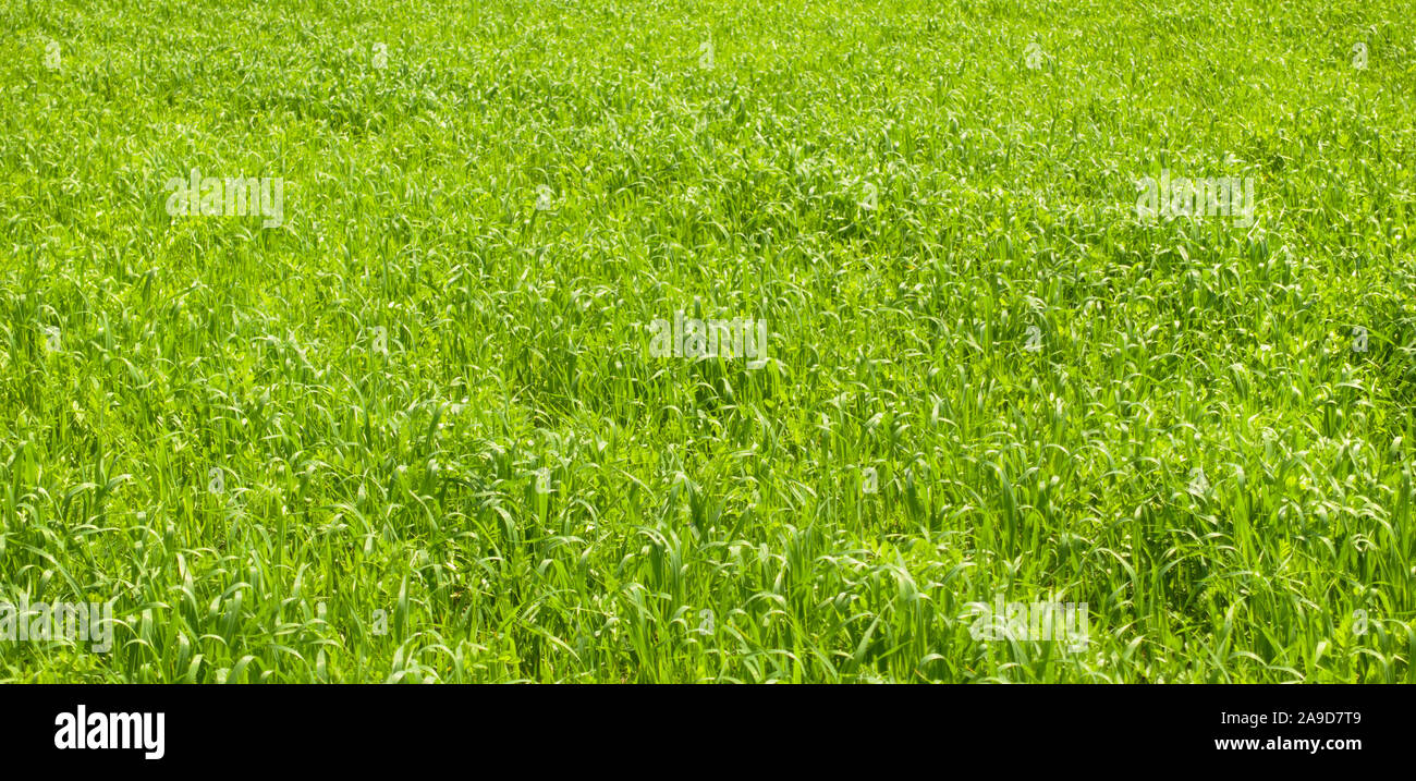 Spring nature, fresh green grass field, plants Stock Photo - Alamy