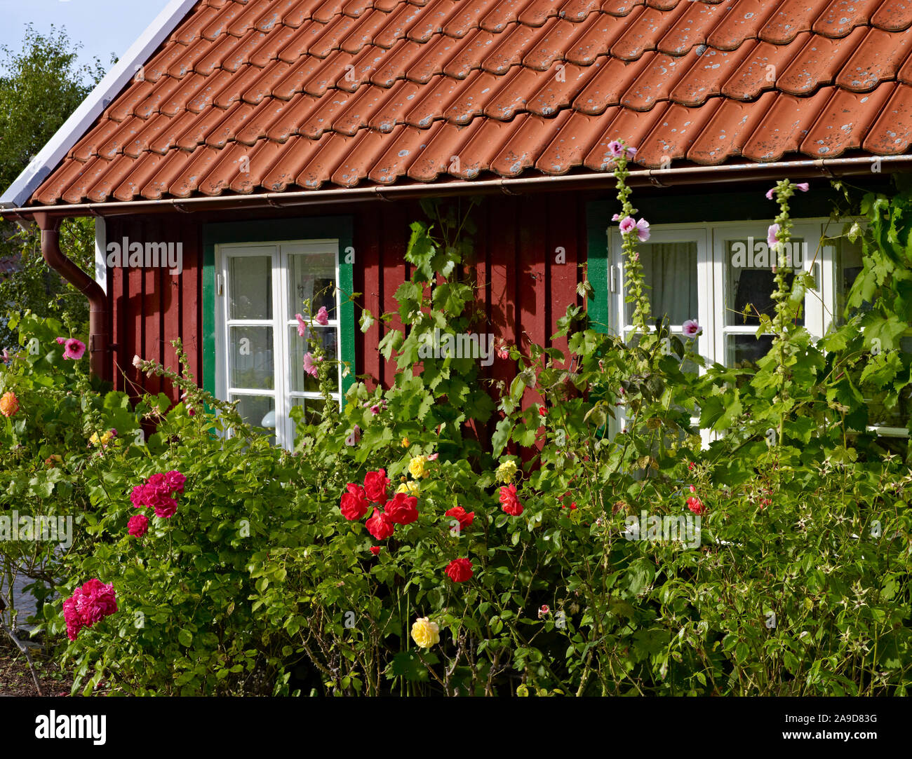 Sweden, Scania, Kullen Peninsula, Arild, house facade with hollyhocks ...