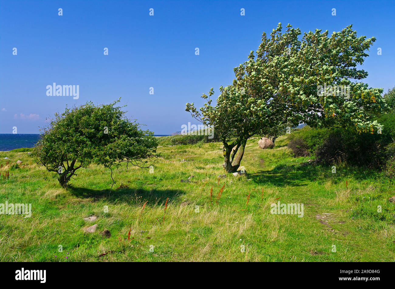 Sweden, Scania, Kullen Peninsula, wind-shaped bushes on Kattegat coast ...