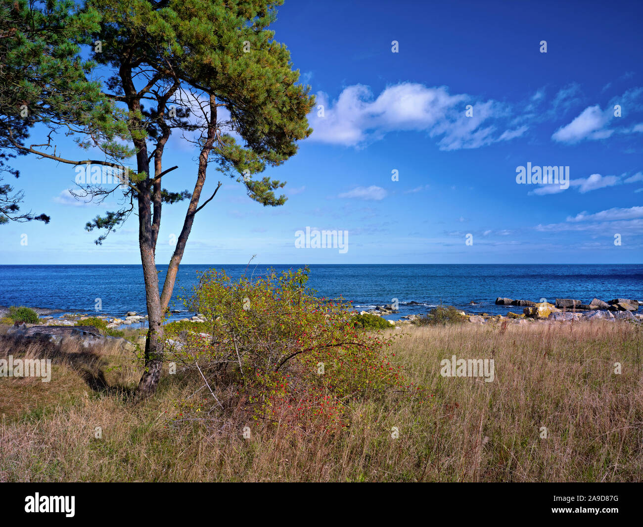 Sweden, Scania, sandy beach with pines near Baskemölla Stock Photo - Alamy