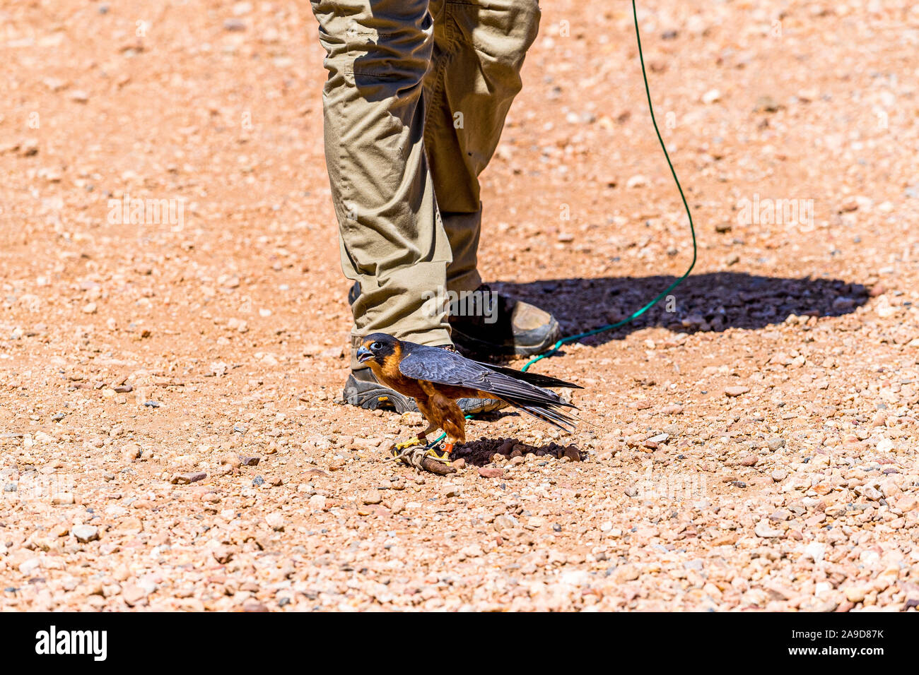 A Peregrine Falcon demonstrated his speed at Alice Springs Desert Park ...
