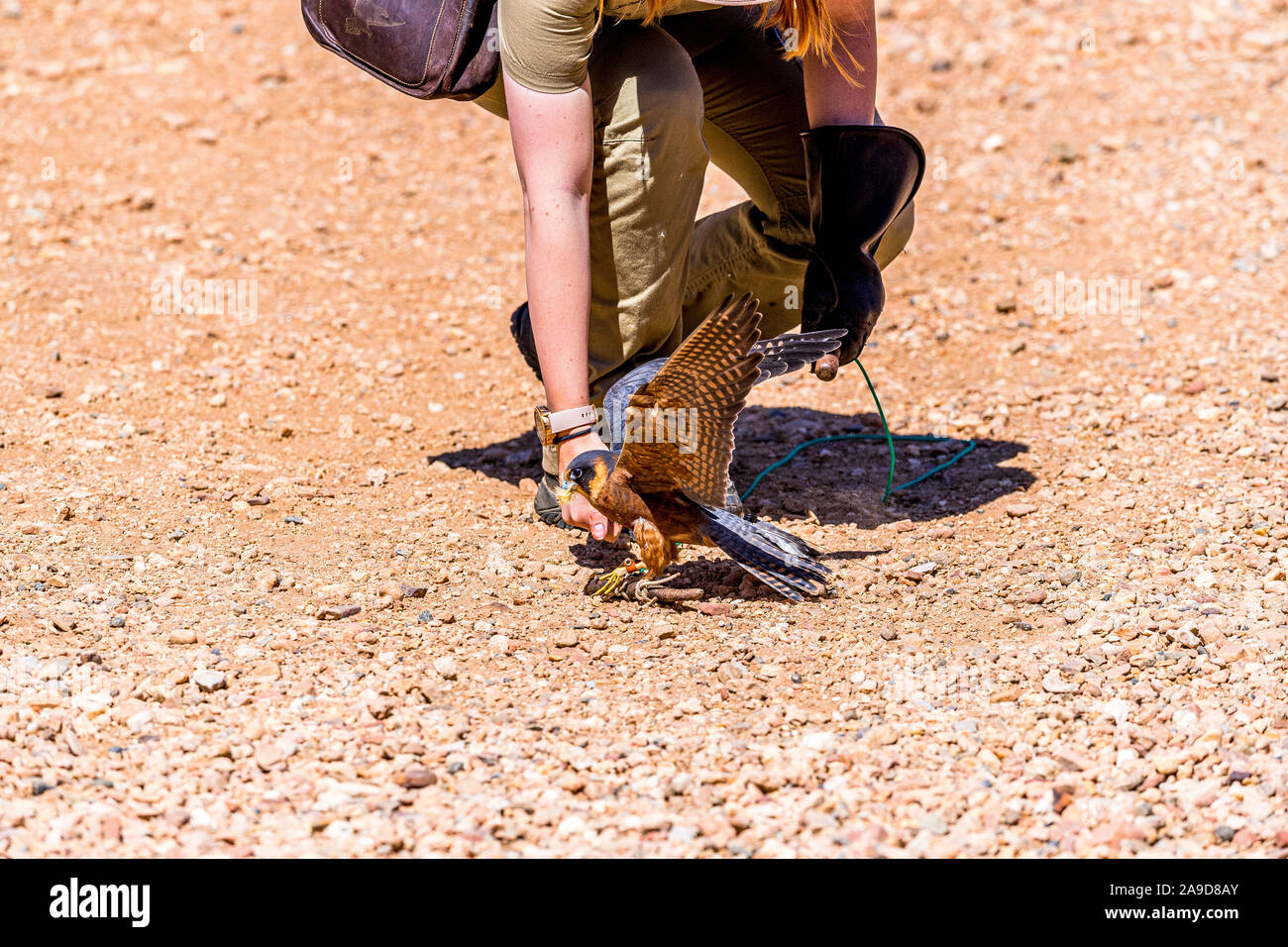 A ranger feeds a Peregrine Falcon at Alice Springs Desert Park bird ...