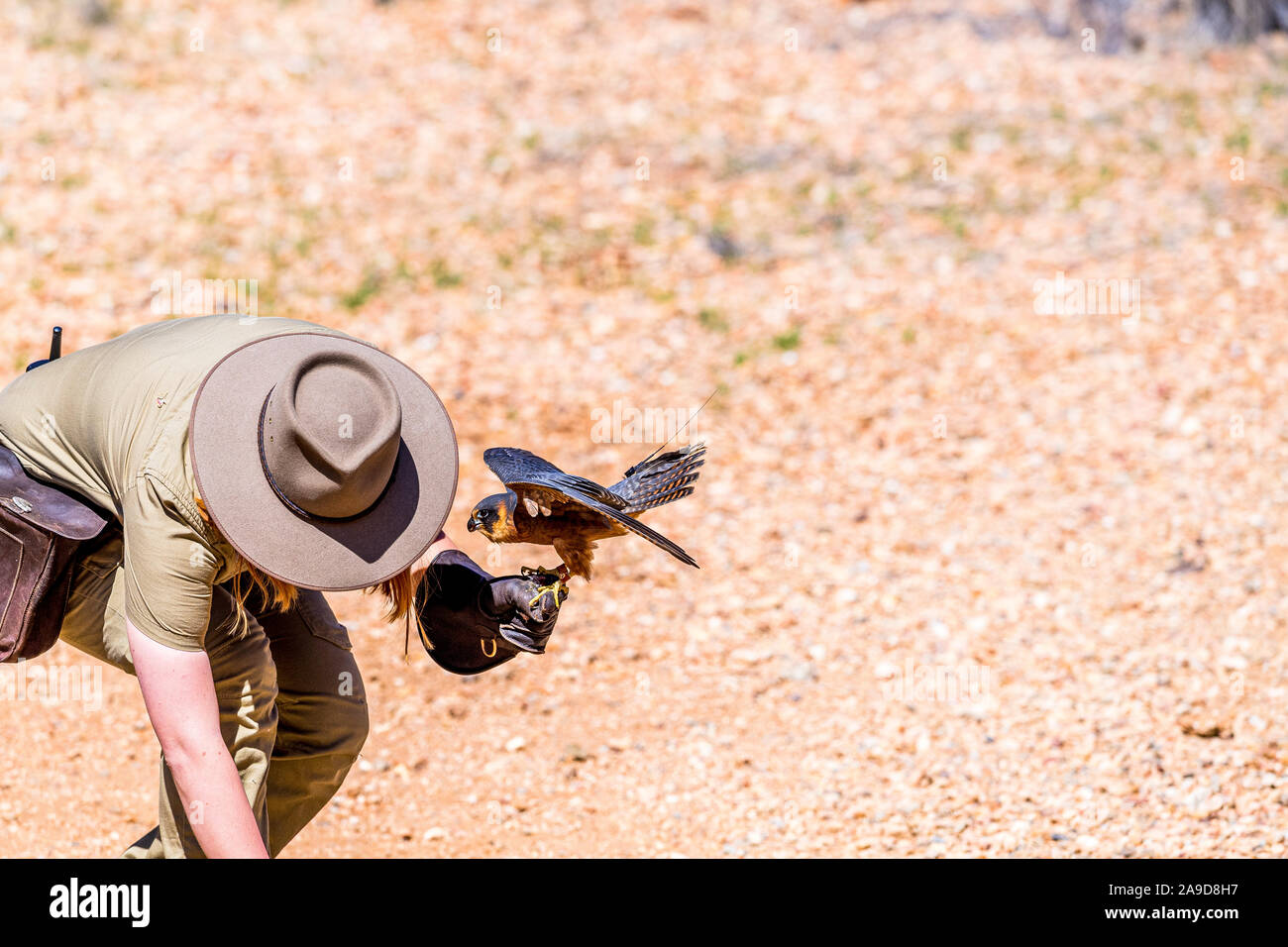 A ranger holds a Peregrine Falcon during a bird show at Alice Springs ...
