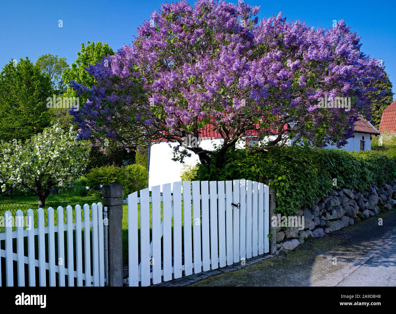 Sweden, Scania, Österlen, Kivik, house with white garden fence and ...