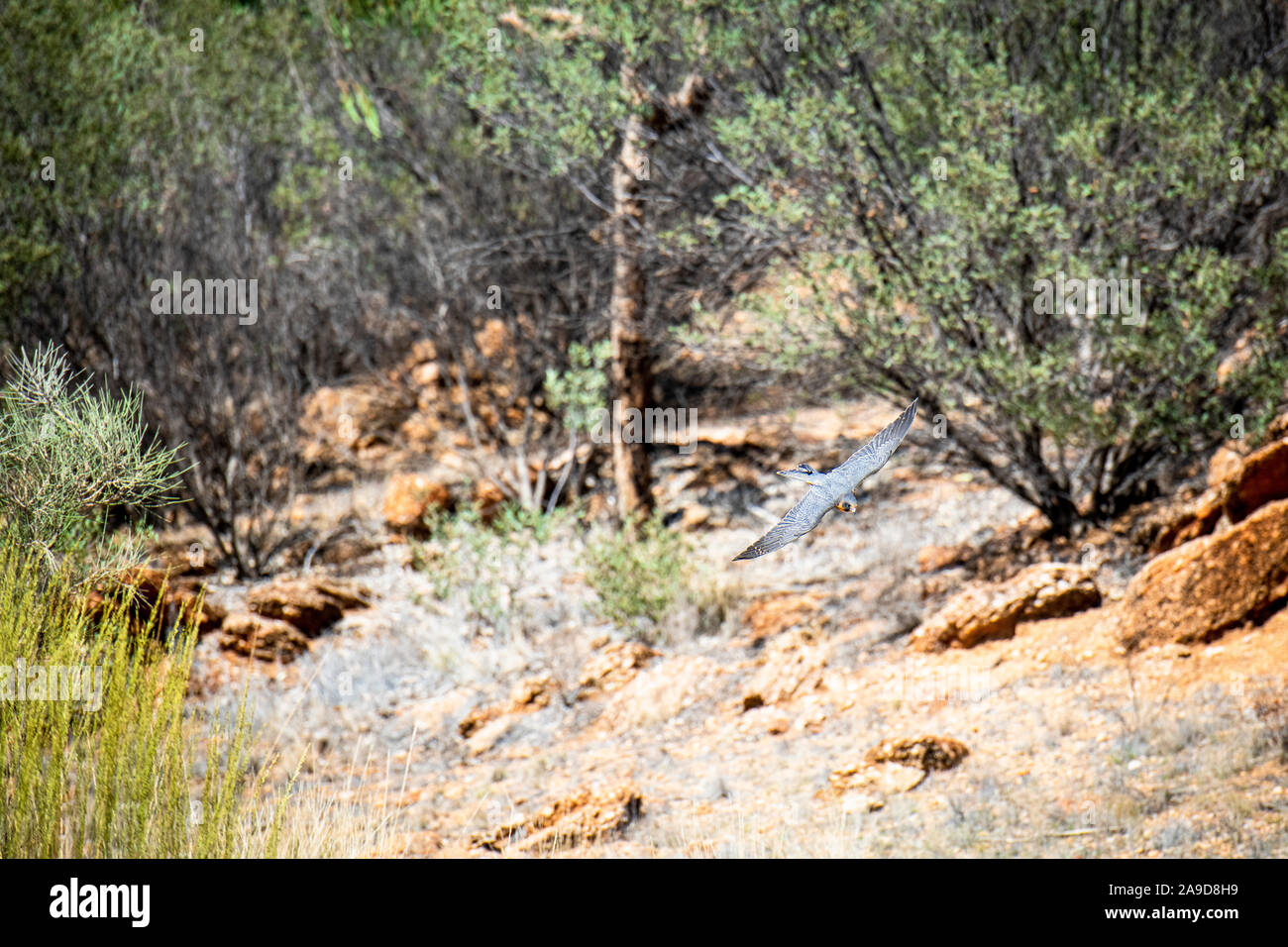 Peregrine falcon in flight hi-res stock photography and images - Alamy