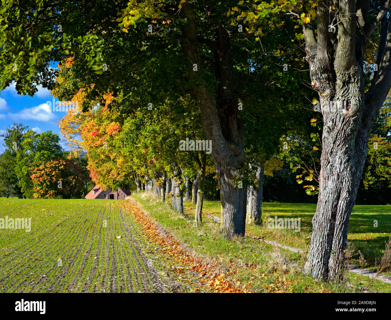 Sweden, Scania, near Kivik, autumn mood, maple tree-lined road Stock ...