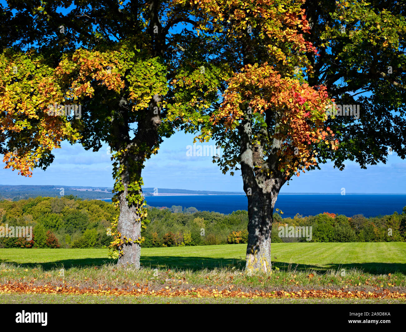Sweden, Scania, near Kivik, autumn mood, maple tree-lined road Stock ...