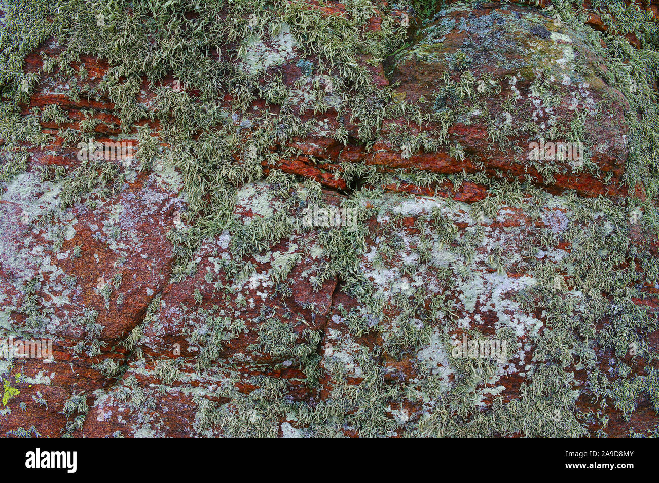 Sweden, Skane, Torekov, coast of Hovs Hallar, sandstone rocks with ...