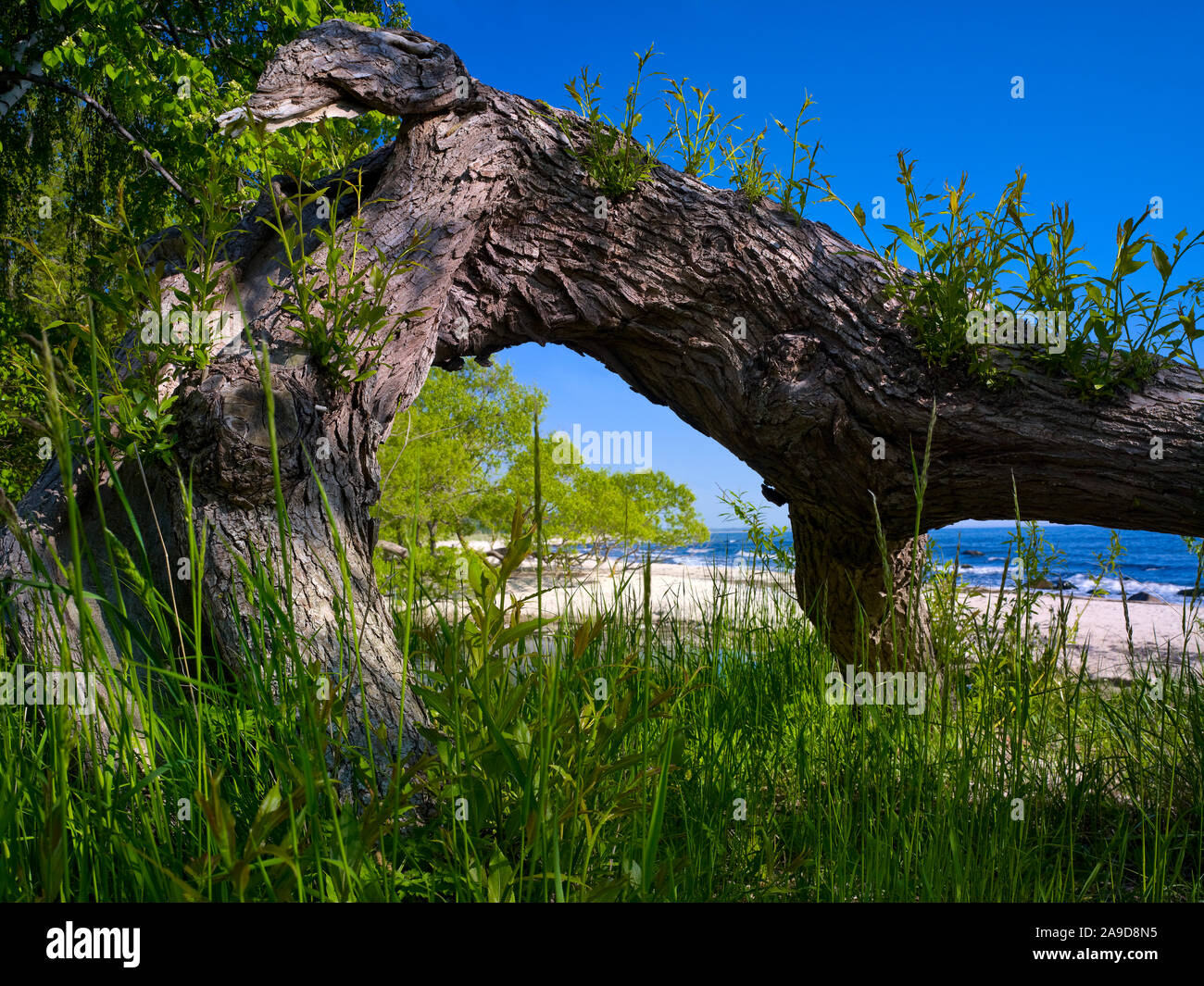 Windthrown tree hi-res stock photography and images - Alamy