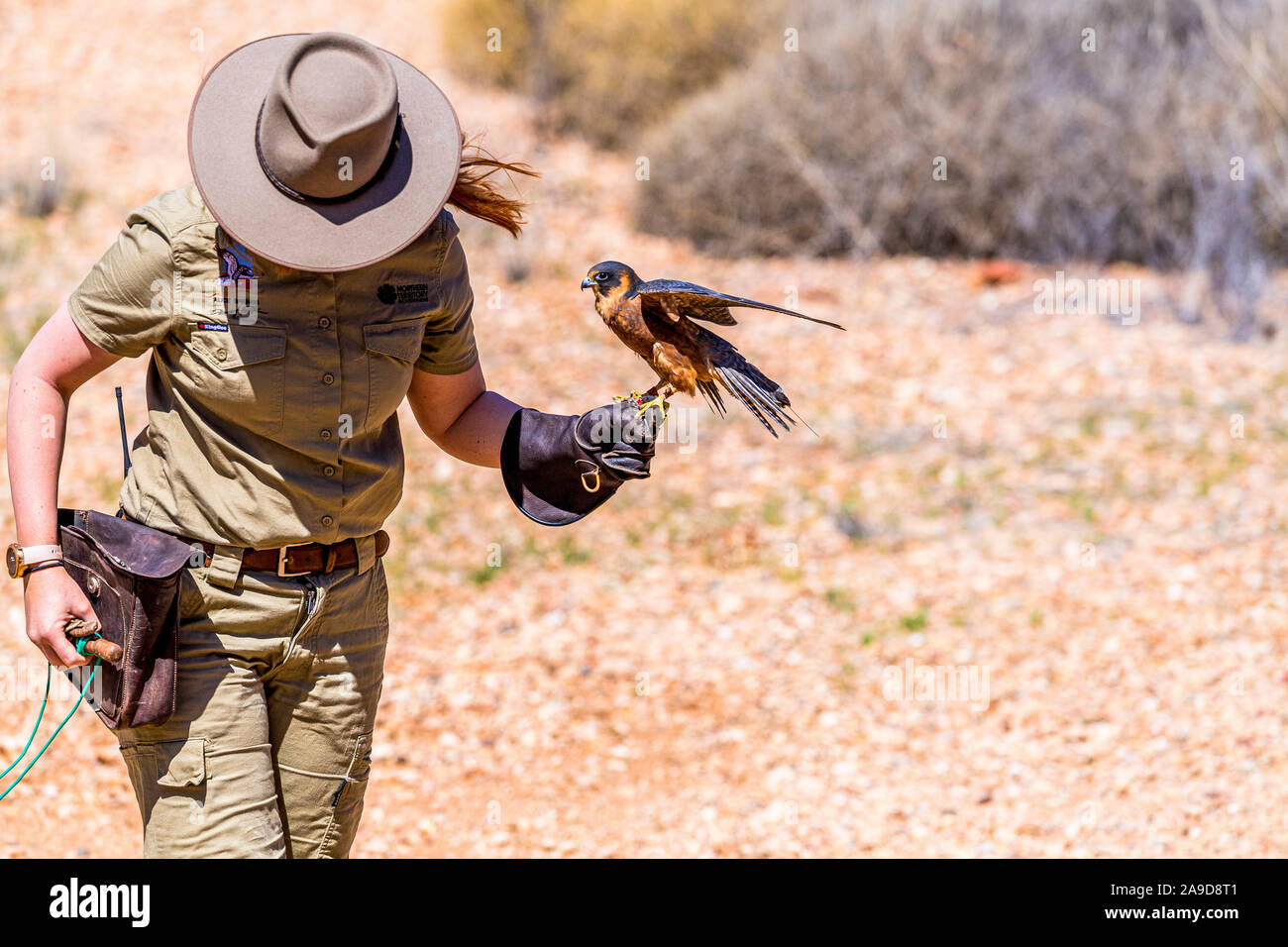 A ranger holds a Peregrine Falcon during a bird show at Alice Springs ...