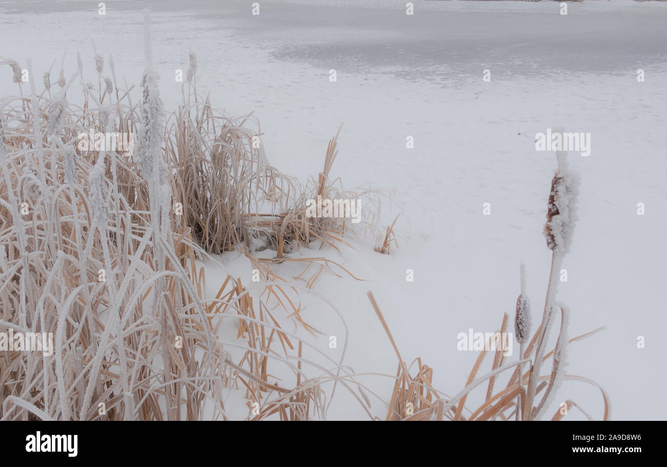 Cold Weather and Cat Tails on a pond in Alberta Canada Stock Photo - Alamy