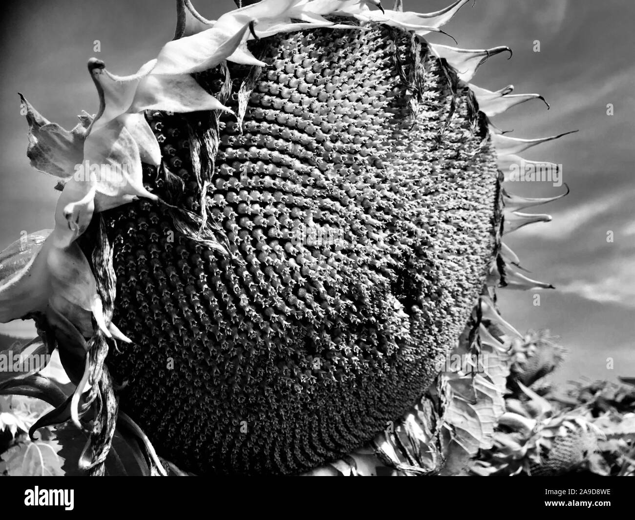 Wither flowers Black and White Stock Photos & Images - Alamy