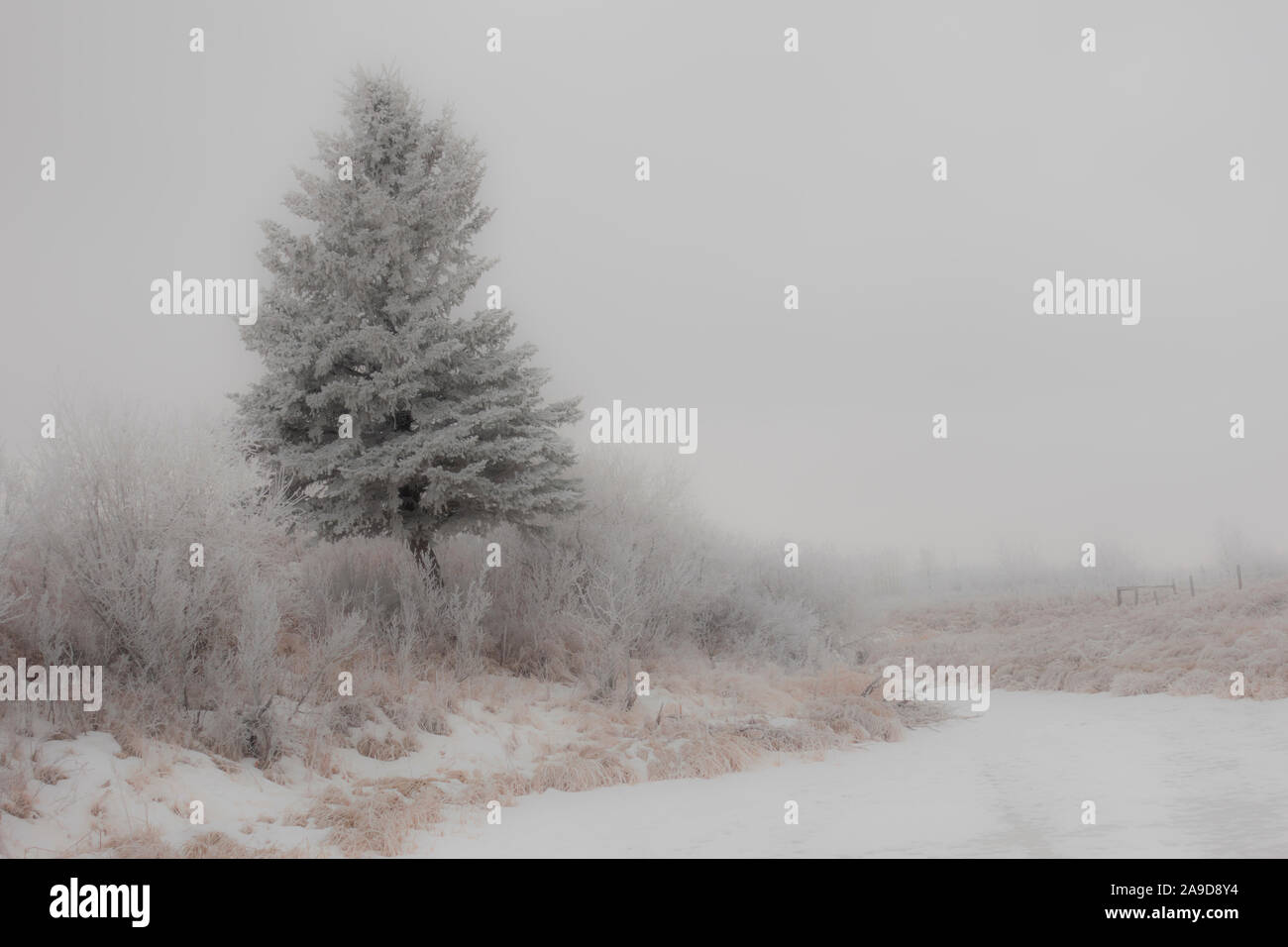 Cold Weather and Cat Tails on a pond in Alberta Canada Stock Photo - Alamy