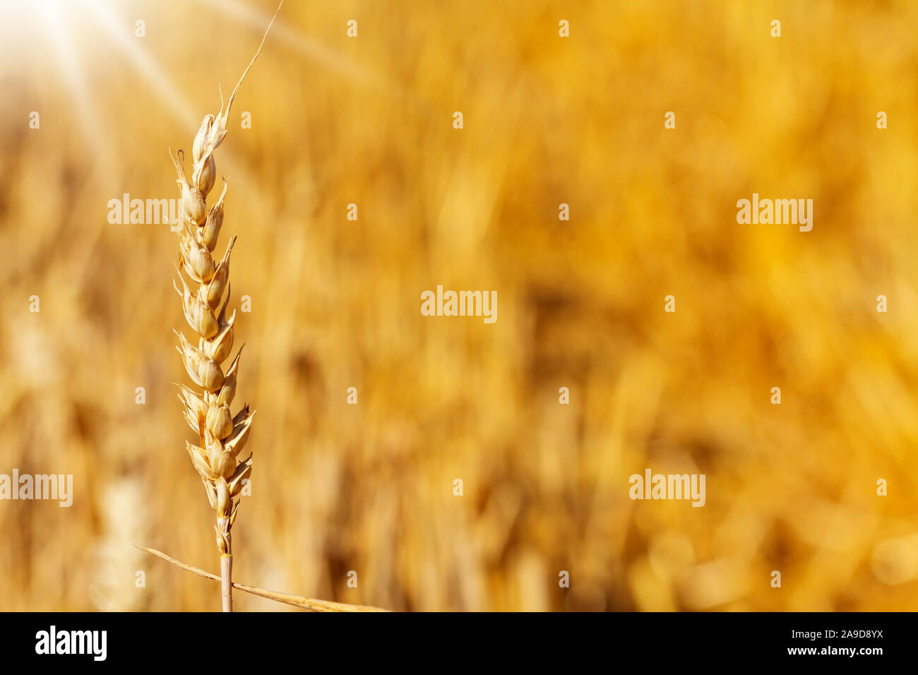 Gold yellow cornfield Stock Photo - Alamy